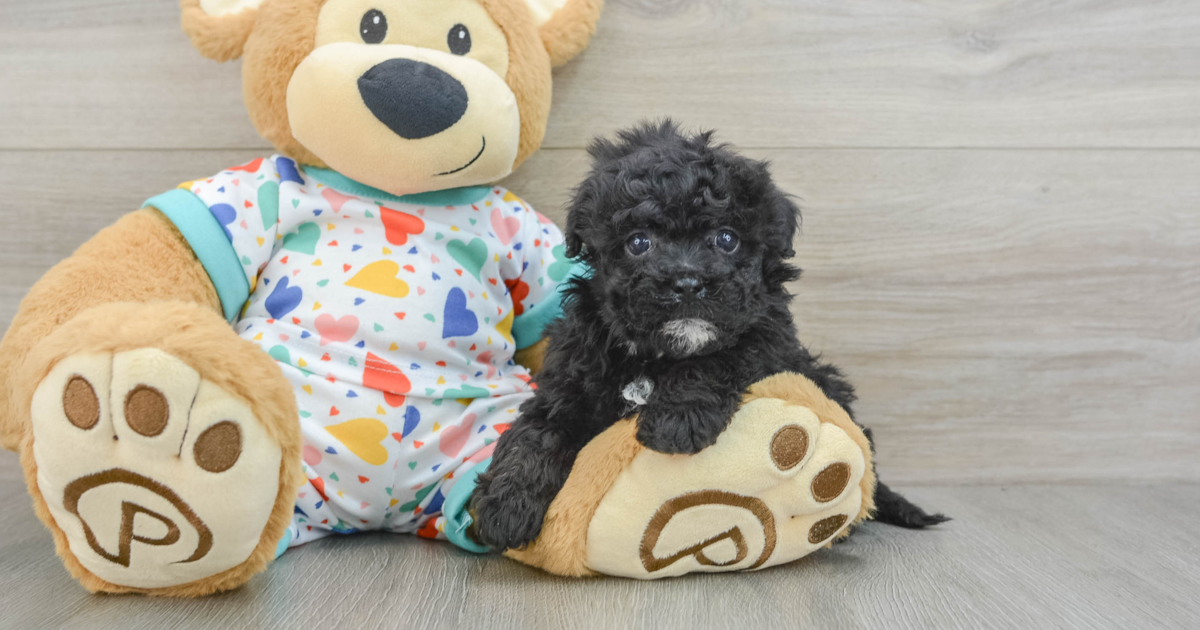 Adorable Havapoo Alona: 2lb 15oz Doodle Puppy