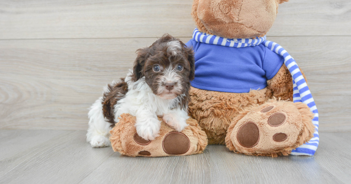 Popular Havapoo Amber: 3lb 3oz Doodle Puppy