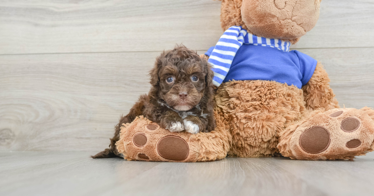 Petite Havapoo Baby Face: 3lb 7oz Doodle Puppy