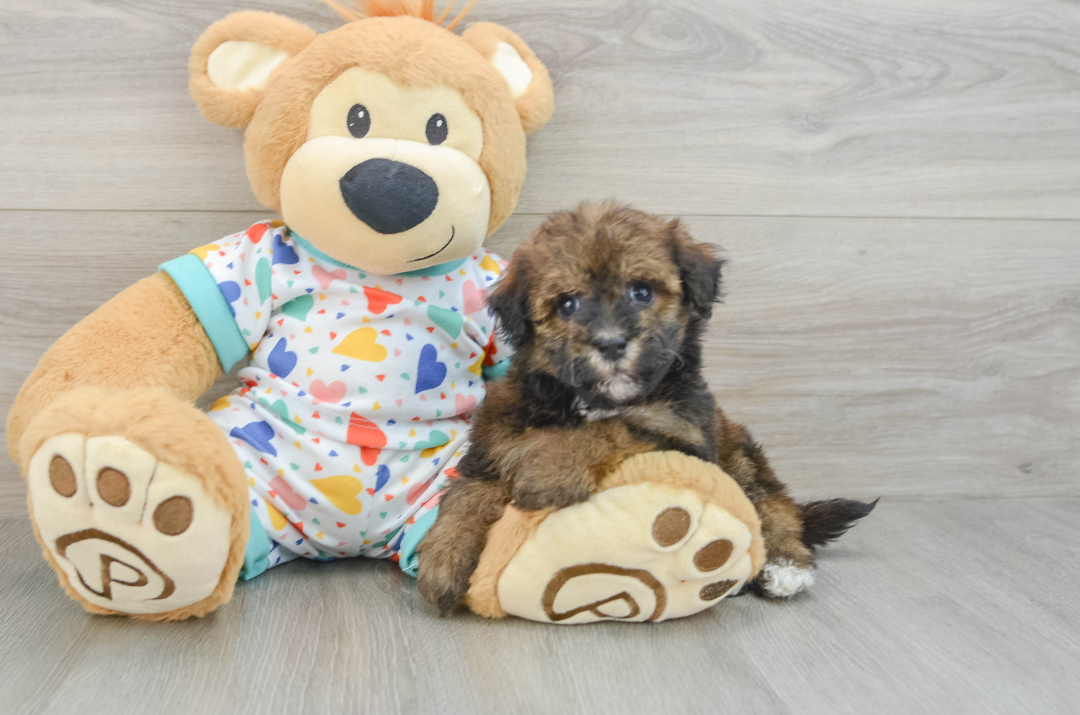 Havapoo Puppies for Sale | Exclusive Designer Puppies