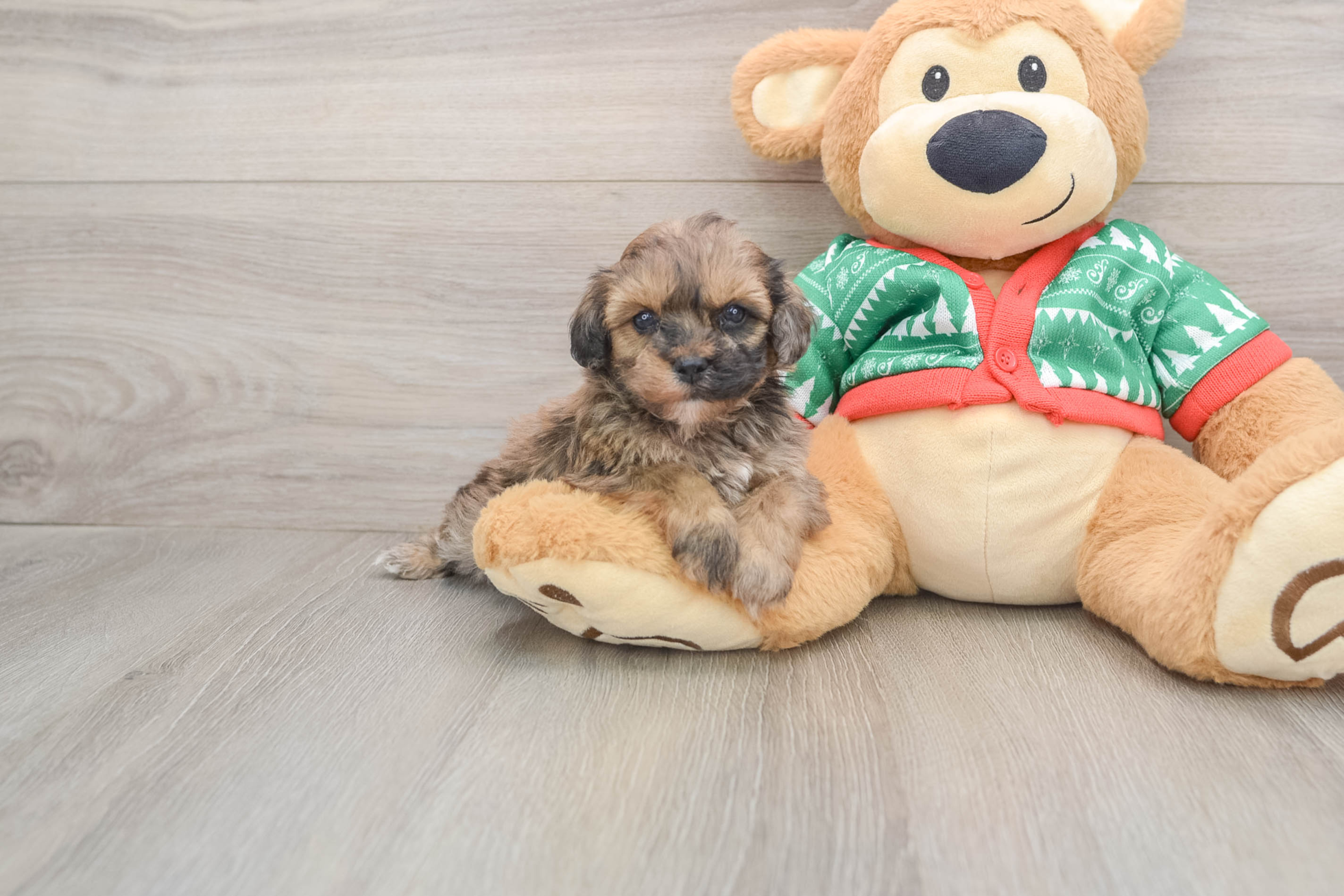 Popular Havapoo Berry: 2lb 15oz Doodle Puppy