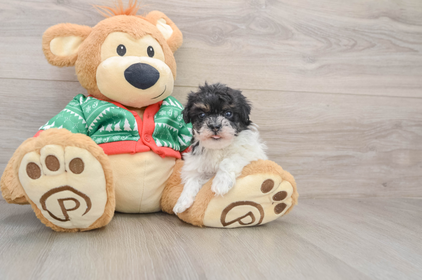 Havapoo Puppies for Sale | Exclusive Designer Puppies