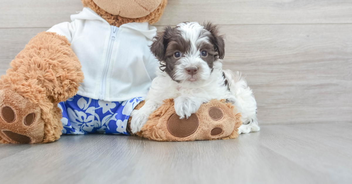 Funny Havapoo Brittany: 3lb 12oz Doodle Puppy