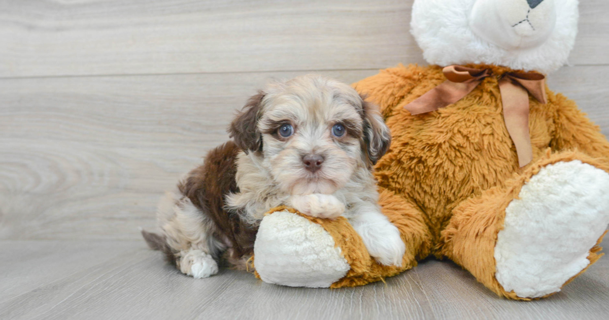 Cute Havapoo Carolina: 3lb 14oz Doodle Puppy