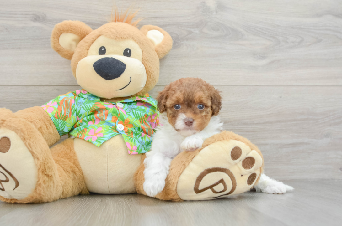 Havapoo Puppies for Sale | Exclusive Designer Puppies