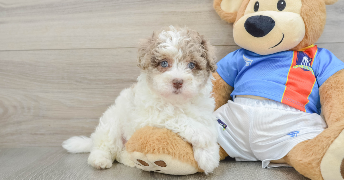 Smart Havapoo Catalina: 5lb 1oz Doodle Puppy