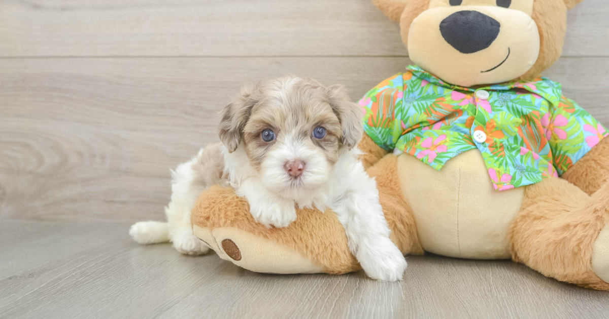 Playful Havapoo Catalina: 4lb 8oz Doodle Puppy