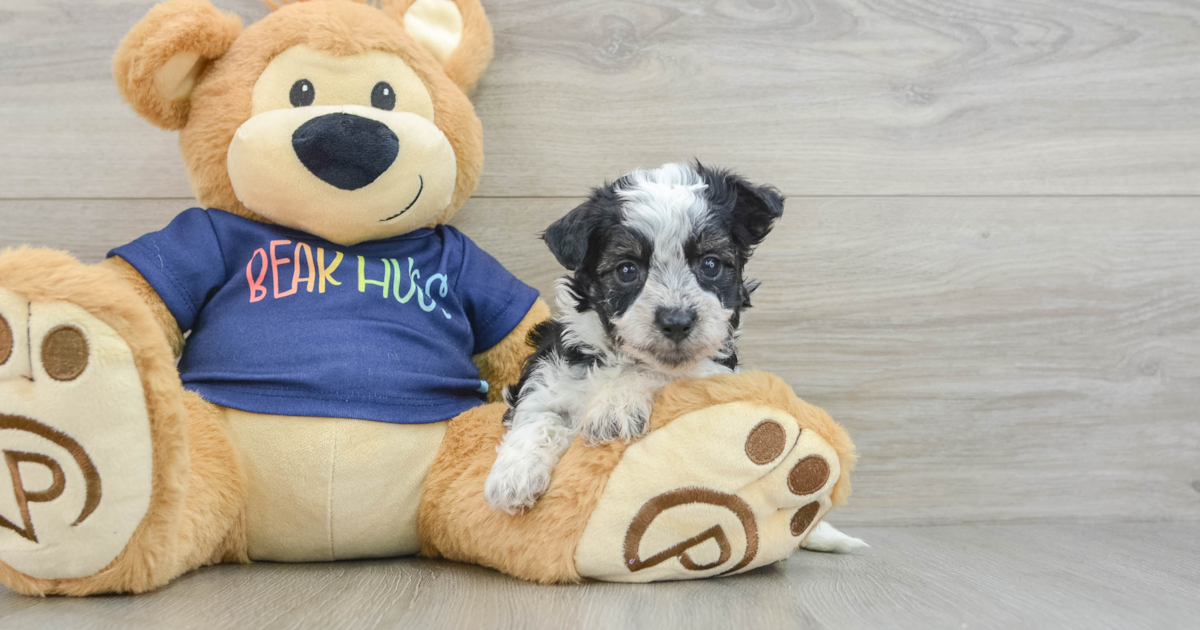 Playful Havapoo Chad: 3lb 5oz Doodle Puppy