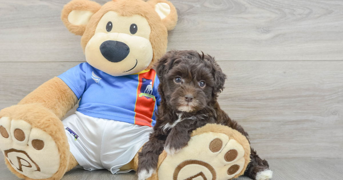 Adorable Havapoo Chad: 3lb 1oz Doodle Puppy