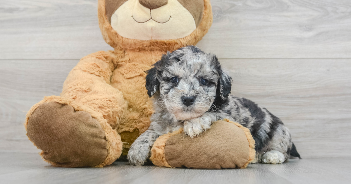 Smart Havapoo Cuba: 6lb 4oz Doodle Puppy