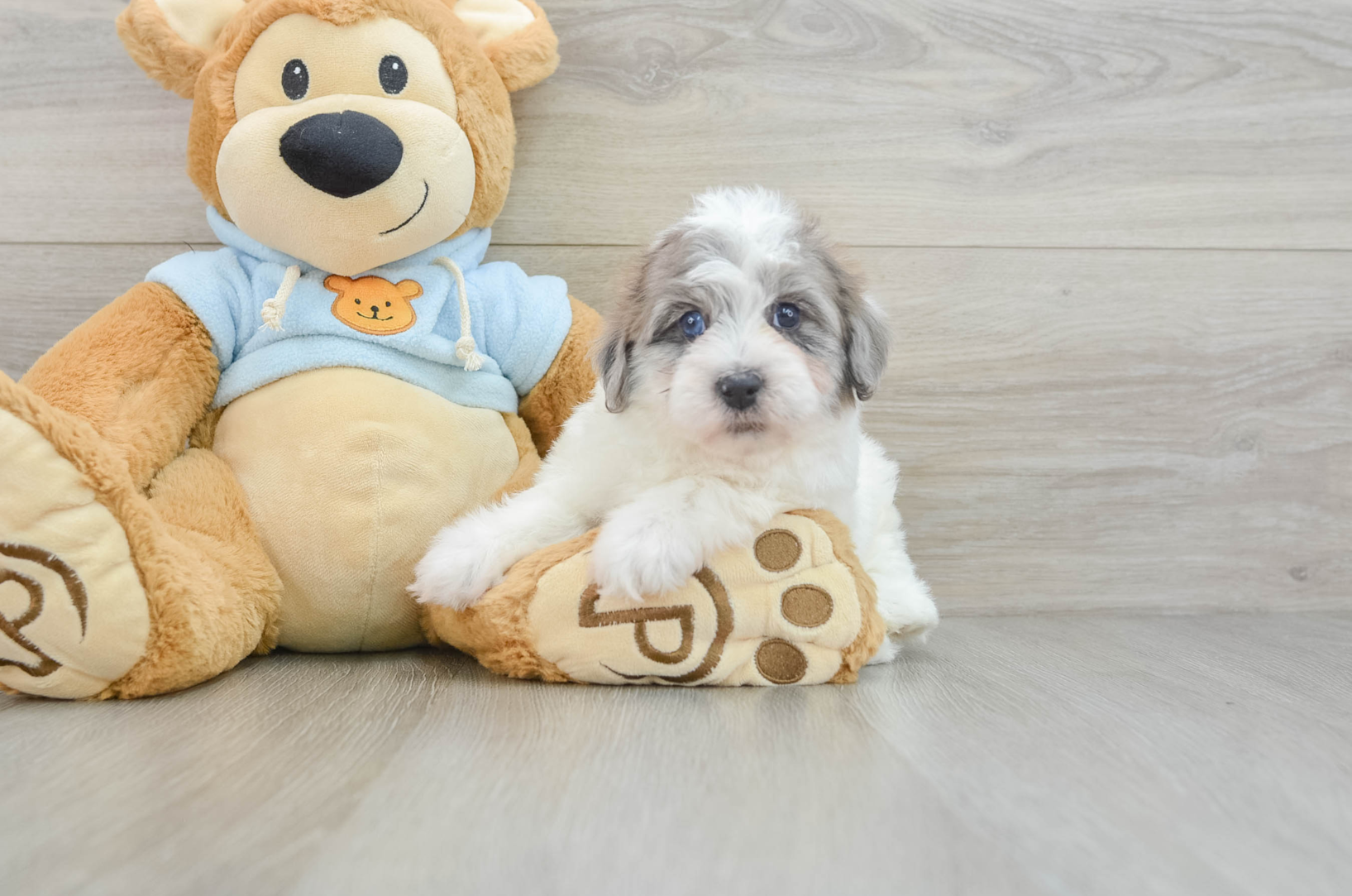 Havapoo Puppies for Sale | Exclusive Designer Puppies