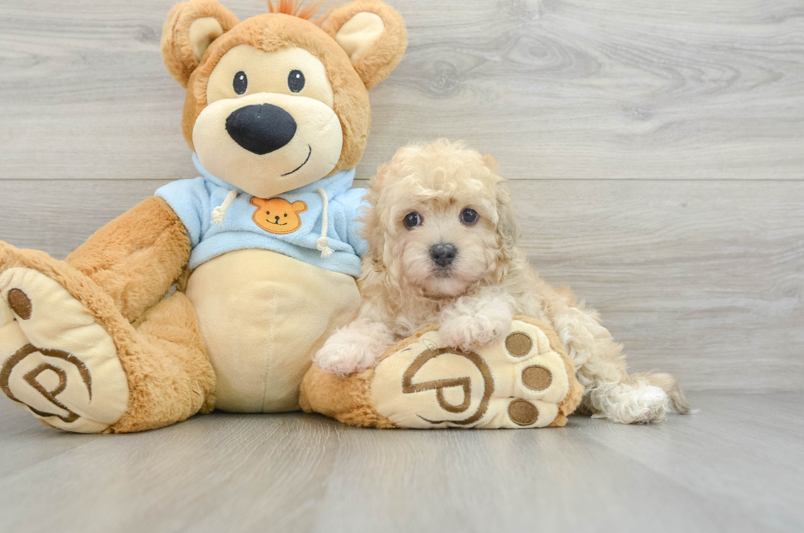 Havapoo Puppies for Sale | Exclusive Designer Puppies