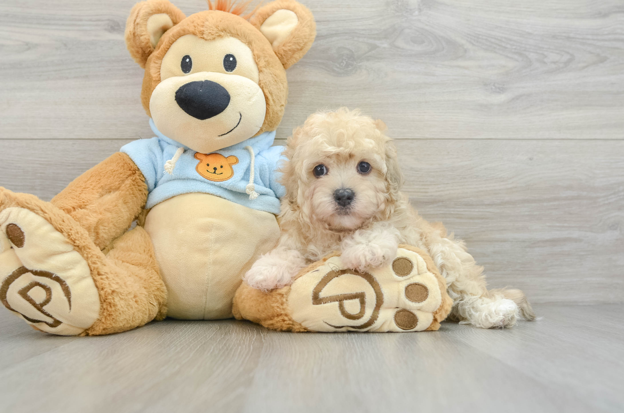 Havapoo Puppies for Sale | Exclusive Designer Puppies