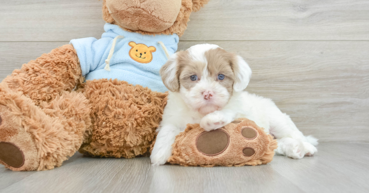 Cute Havapoo Diaz: 3lb 6oz Doodle Puppy