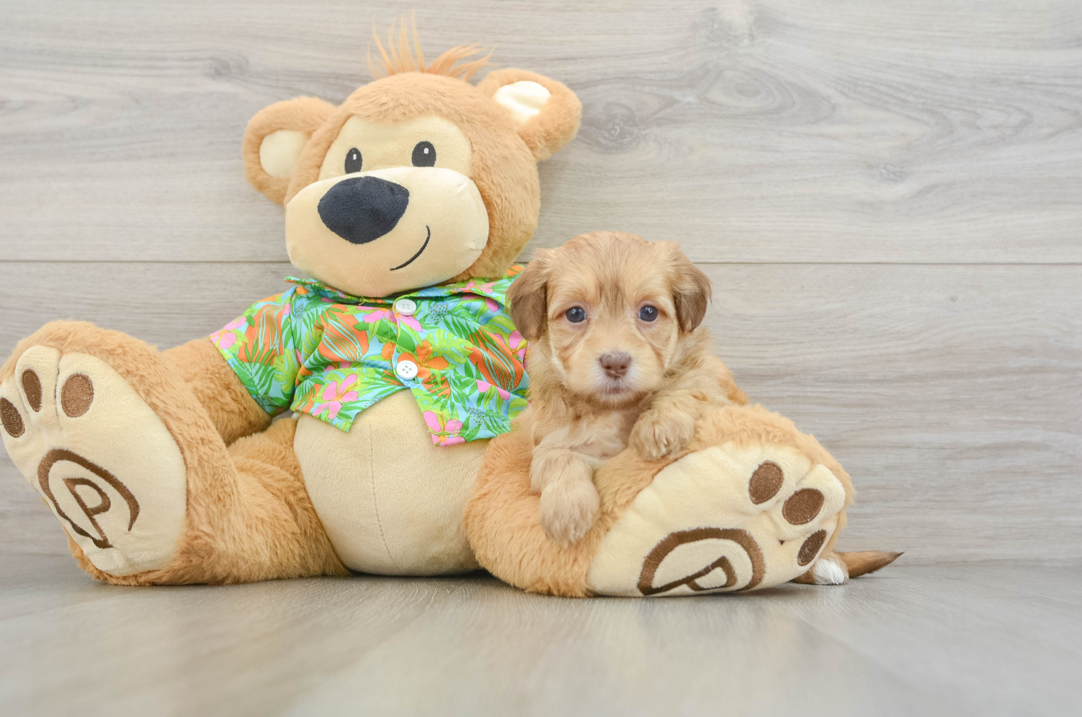 Havapoo Puppies for Sale | Exclusive Designer Puppies
