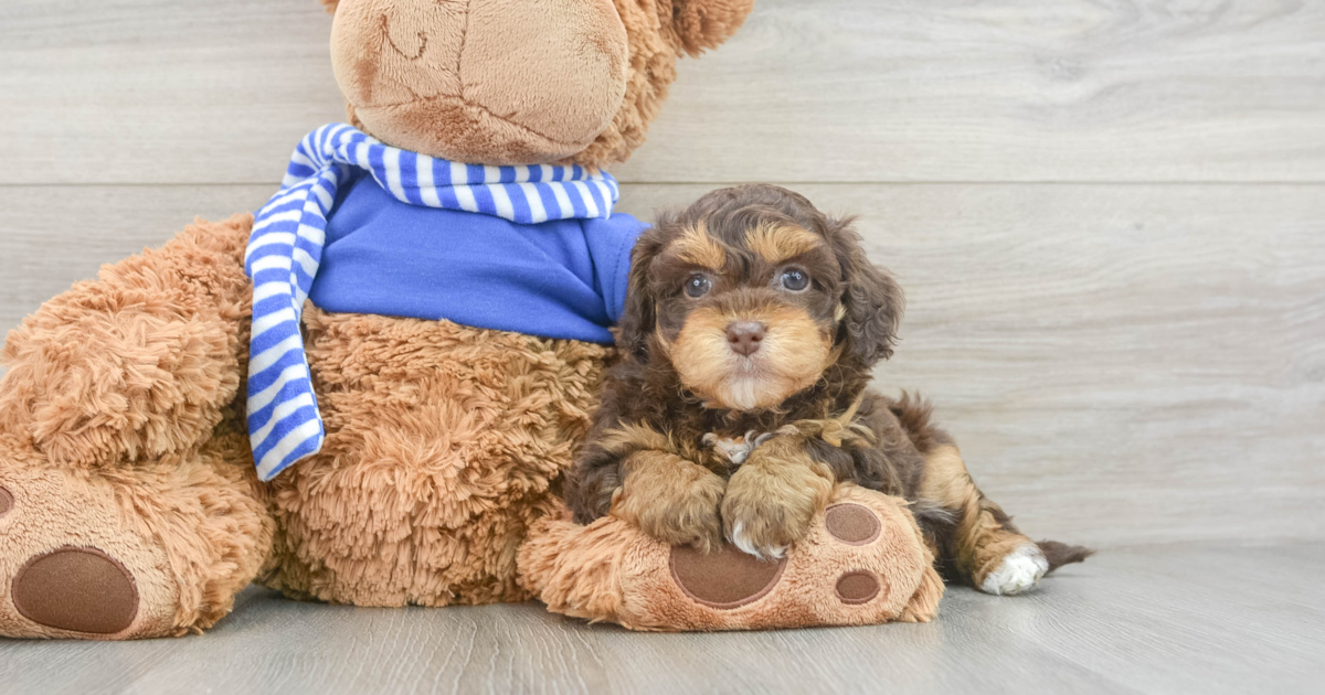 Energetic Havapoo Dorothy: 3lb 13oz Doodle Puppy