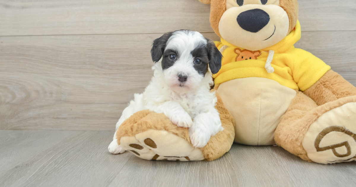 Funny Havapoo Dorothy: 3lb 9oz Doodle Puppy