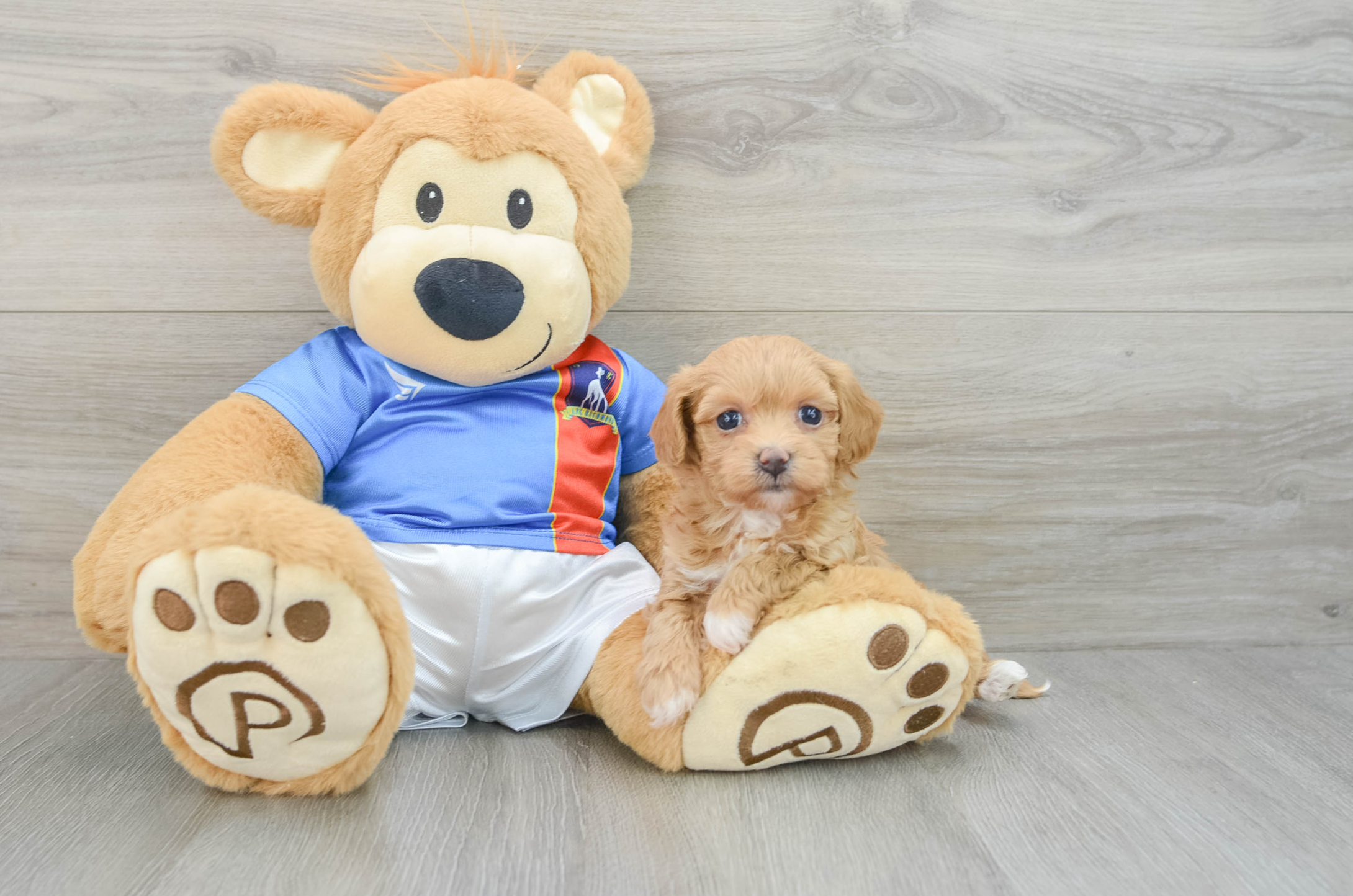 Havapoo Puppies for Sale | Exclusive Designer Puppies