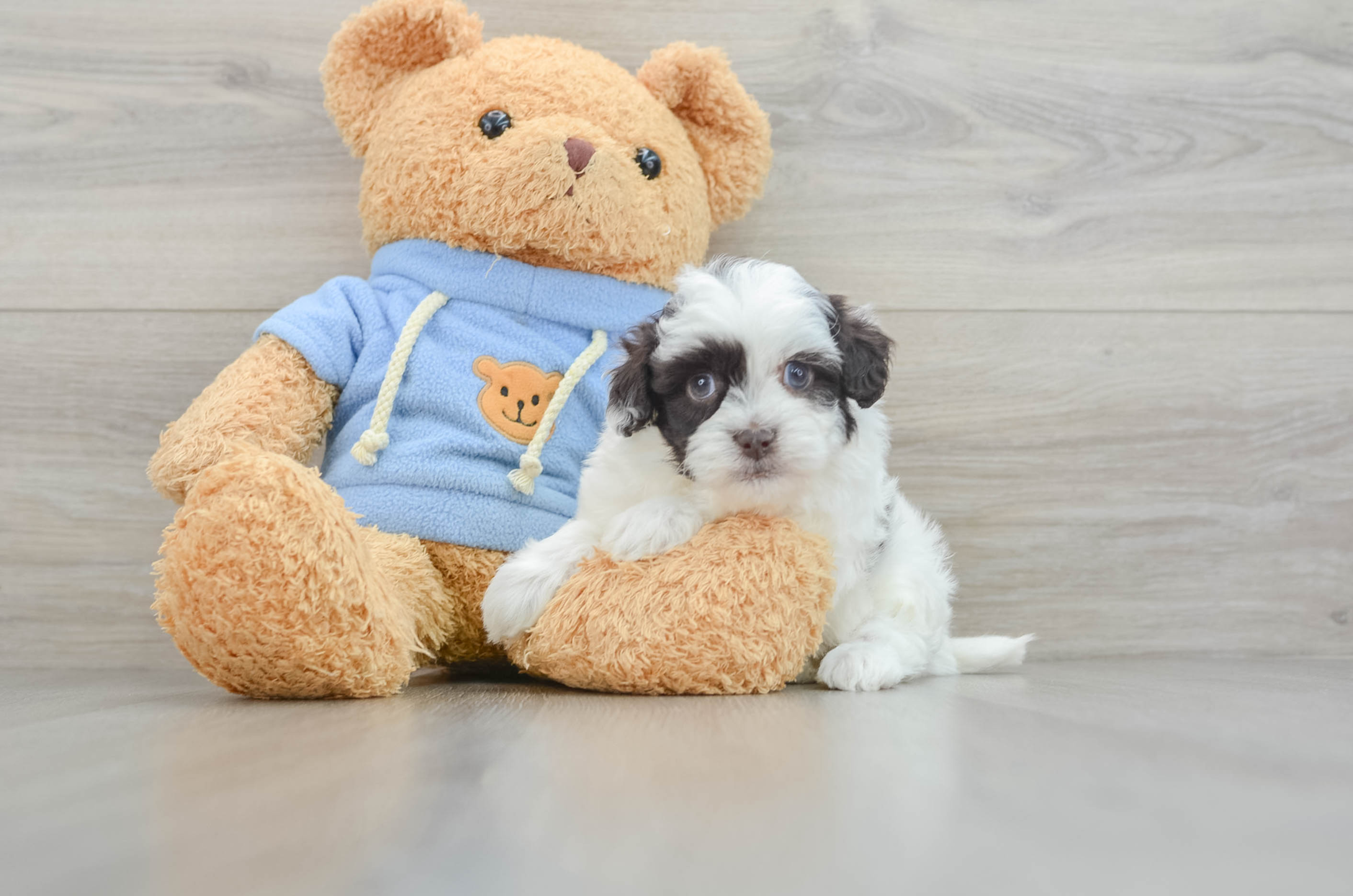 Havapoo Puppies for Sale | Exclusive Designer Puppies