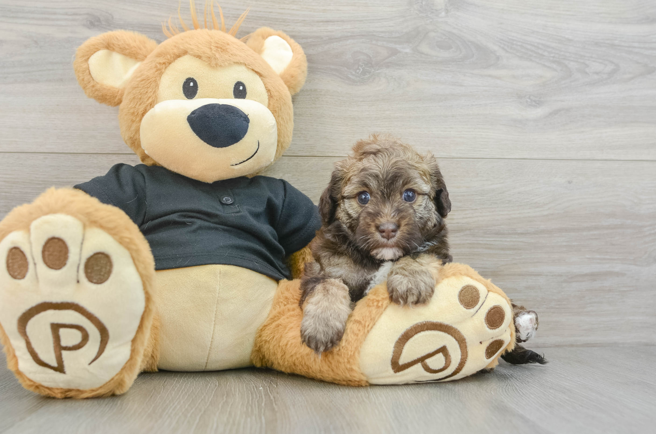 Havapoo Puppies for Sale | Exclusive Designer Puppies