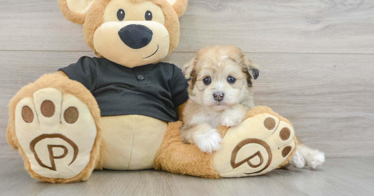 Popular Havapoo Enchanto: 3lb 2oz Doodle Puppy