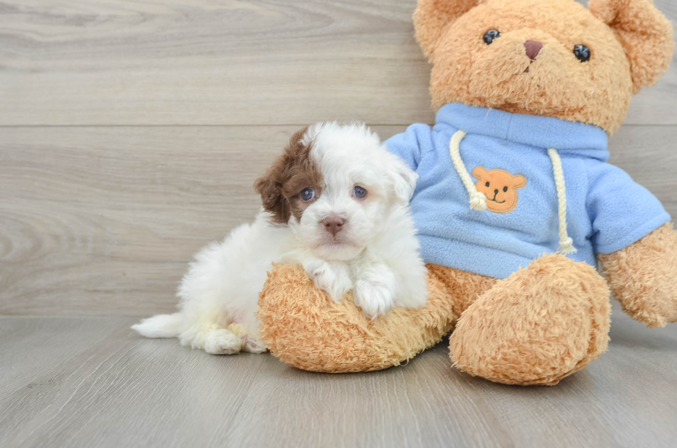 Havapoo Puppies for Sale | Exclusive Designer Puppies