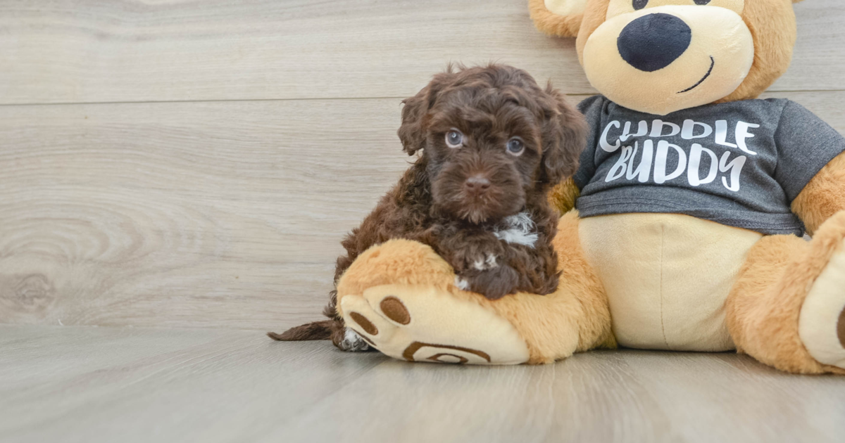 Cute Havapoo Enrique: 4lb 2oz Doodle Puppy