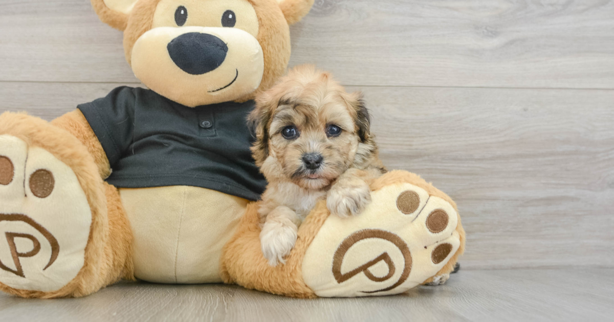 Fluffy Havapoo Esmeralda: 2lb 7oz Doodle Puppy