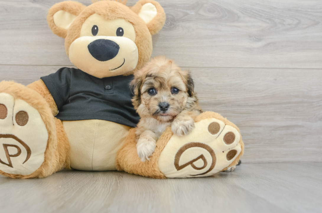 Havapoo Puppies for Sale | Exclusive Designer Puppies