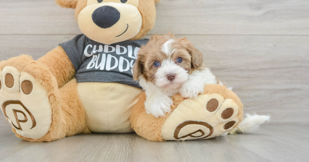 Fluffy Havapoo Esmeralda: 2lb 3oz Doodle Puppy
