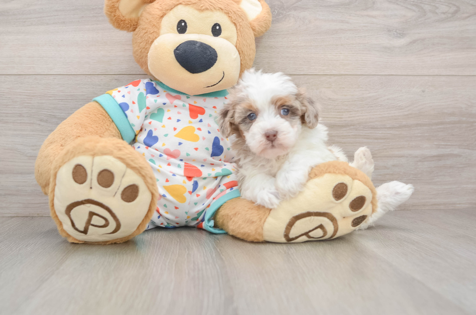 Havapoo Puppies for Sale | Exclusive Designer Puppies