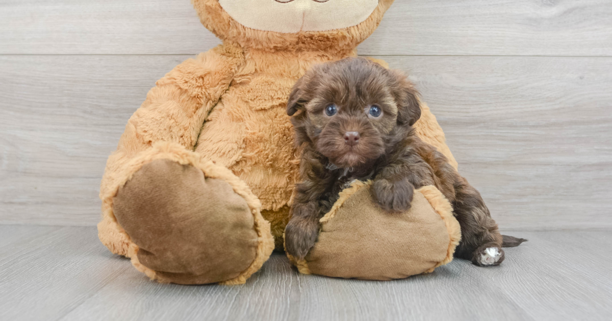 Small Havapoo Estee: 3lb 2oz Doodle Puppy