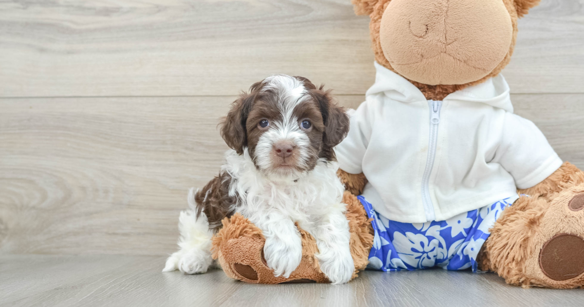 Hypoallergenic Havapoo Farley: 3lb 15oz Doodle Puppy