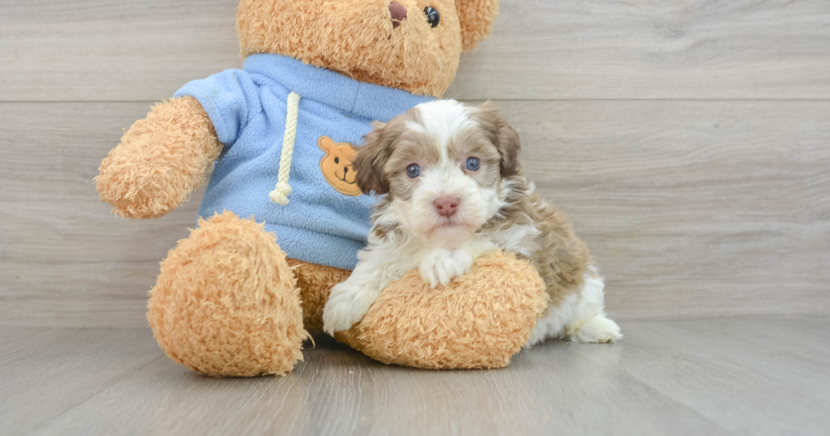 Petite Havapoo Farley: 3lb 2oz Doodle Puppy