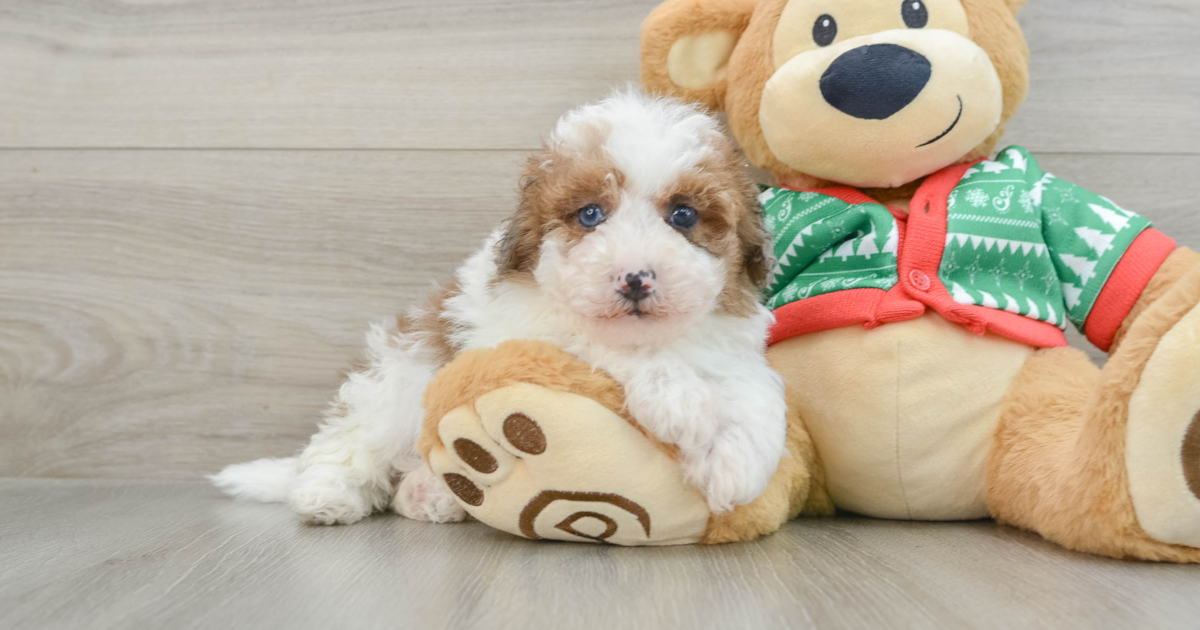 Petite Havapoo Farley: 4lb 2oz Doodle Puppy