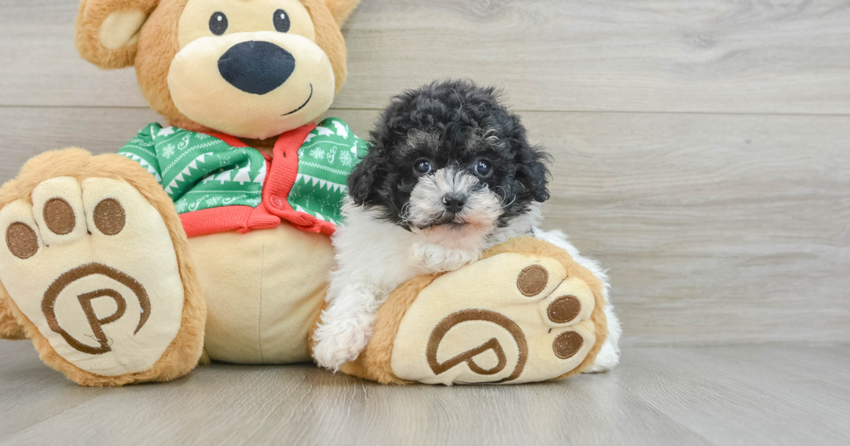 Popular Havapoo Felipe: 2lb 10oz Doodle Puppy