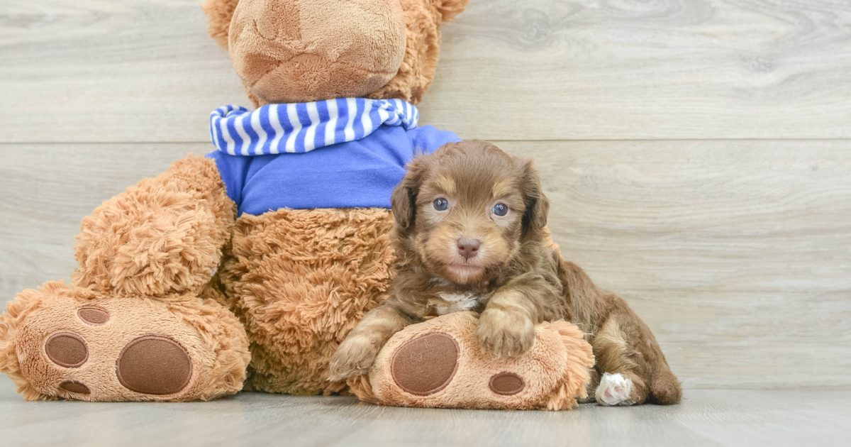 Cute Havapoo Fernando: 3lb 6oz Doodle Puppy