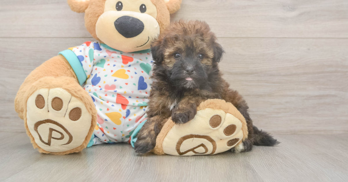 Fluffy Havapoo Fran: 3lb 6oz Doodle Puppy