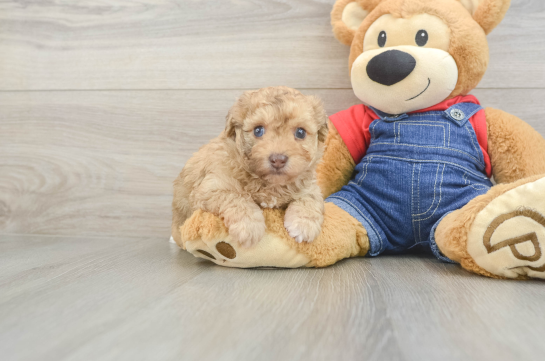 Havapoo Puppies for Sale | Exclusive Designer Puppies