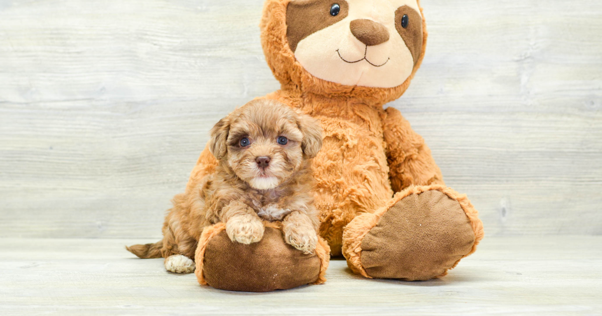 Cute Havapoo Gamora: 3lb 2oz Doodle Puppy
