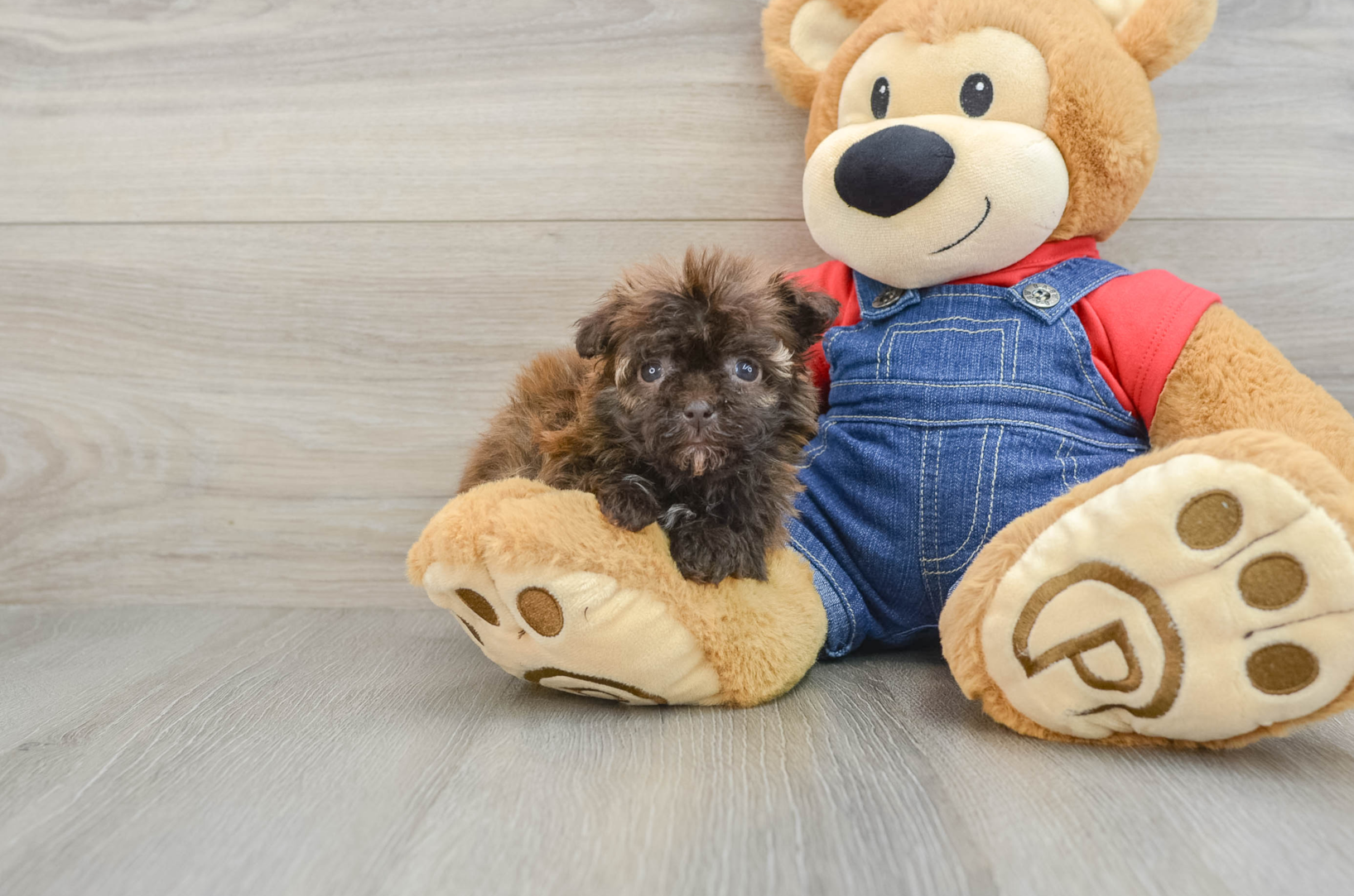 Havapoo Puppies for Sale | Exclusive Designer Puppies