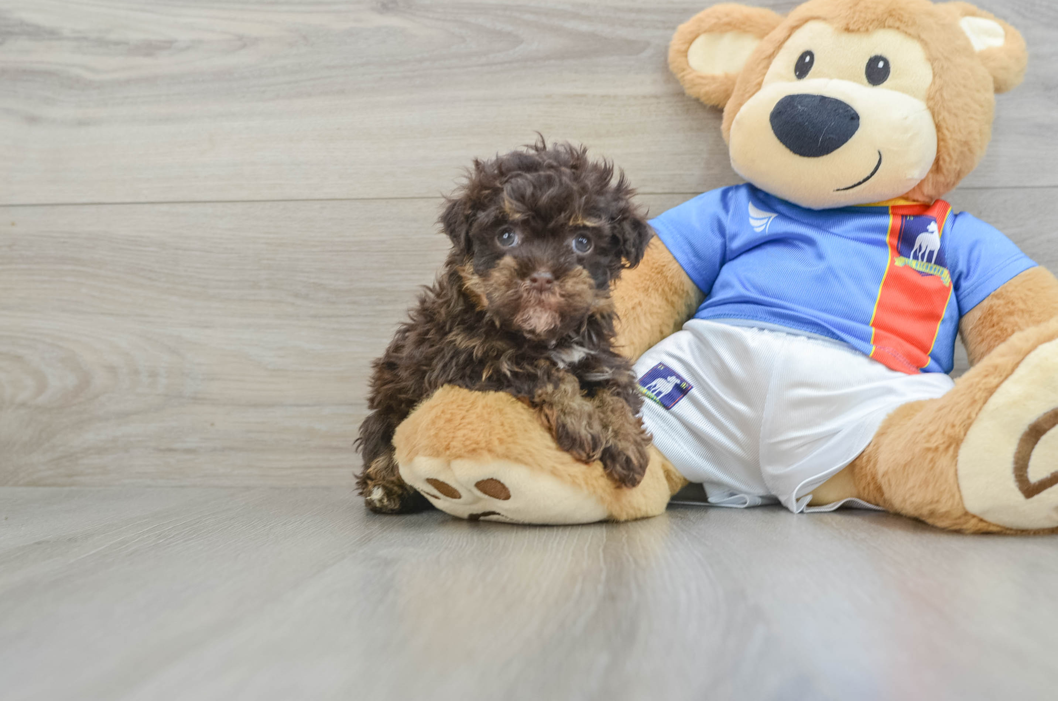 Havapoo Puppies for Sale | Exclusive Designer Puppies