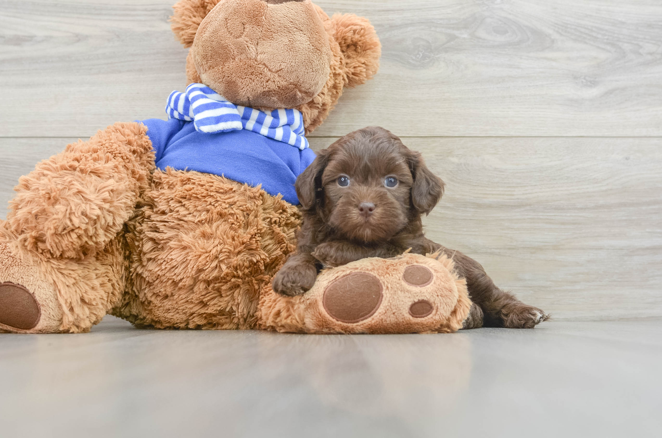 Havapoo Puppies for Sale | Exclusive Designer Puppies