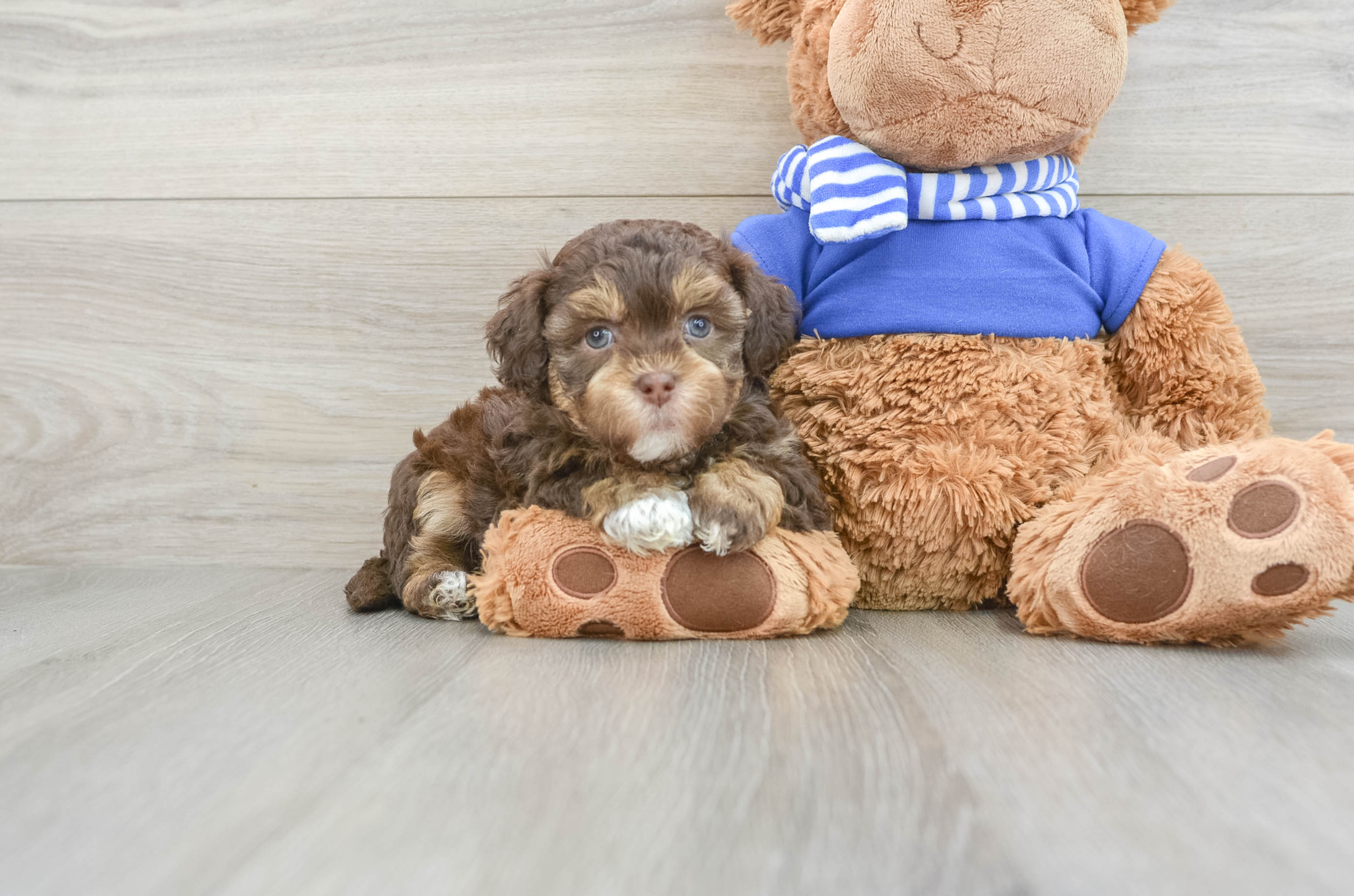 Havapoo Puppies for Sale | Exclusive Designer Puppies