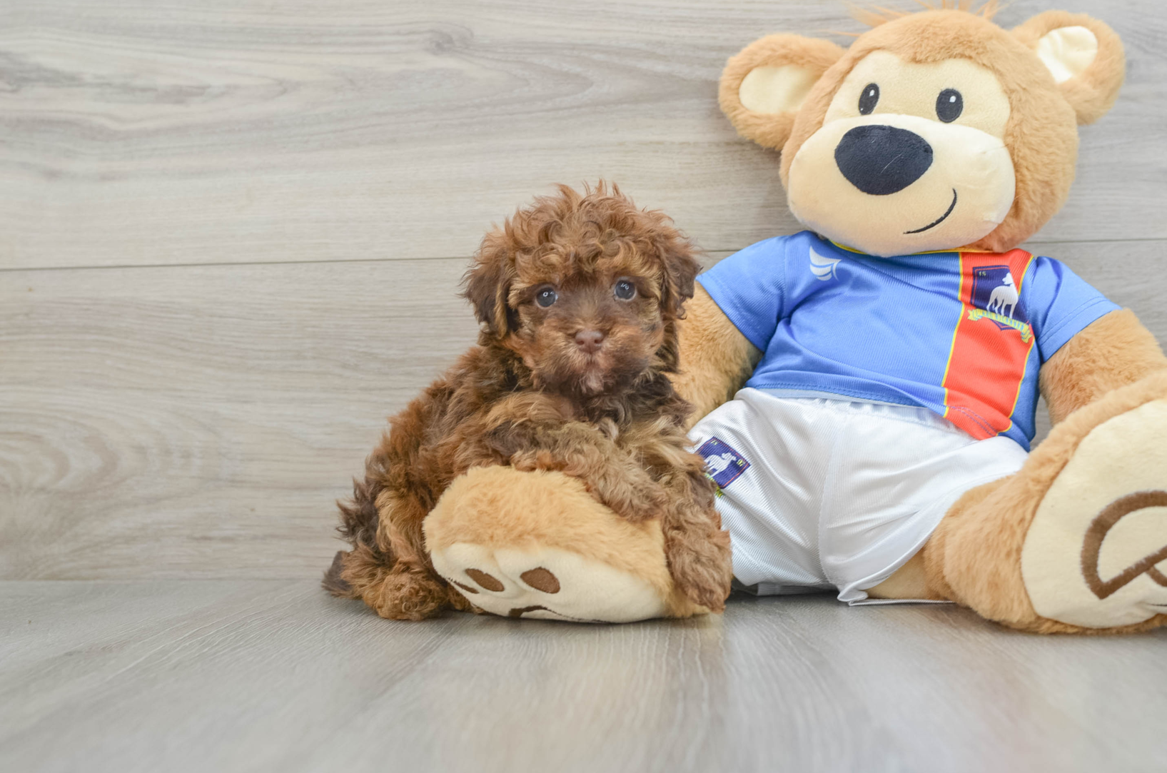 Havapoo Puppies for Sale | Exclusive Designer Puppies