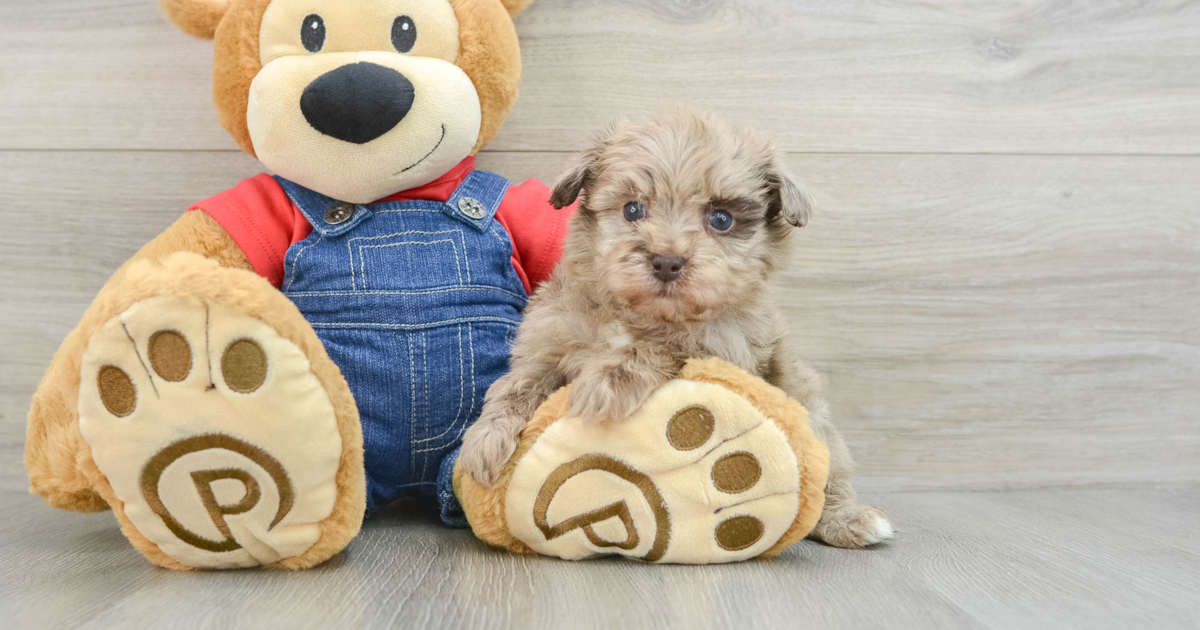 Hypoallergenic Havapoo Guapo: 2lb 15oz Doodle Puppy
