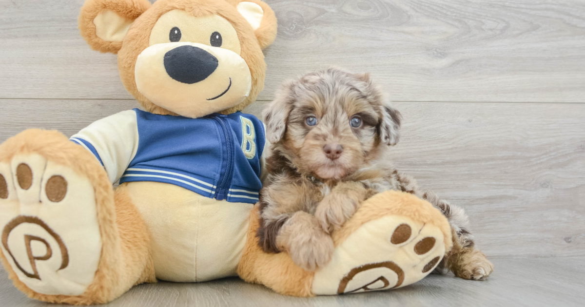 Happy Havapoo Guapo: 5lb 9oz Doodle Puppy