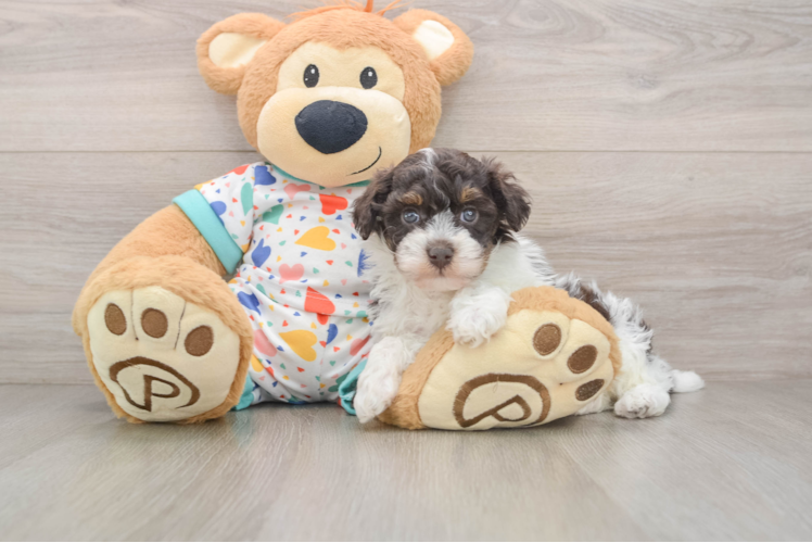 Energetic Havapoo Hamlin: 3lb 12oz Doodle Puppy