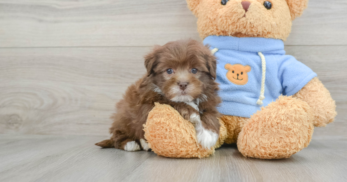 Friendly Havapoo Harris: 3lb 14oz Doodle Puppy