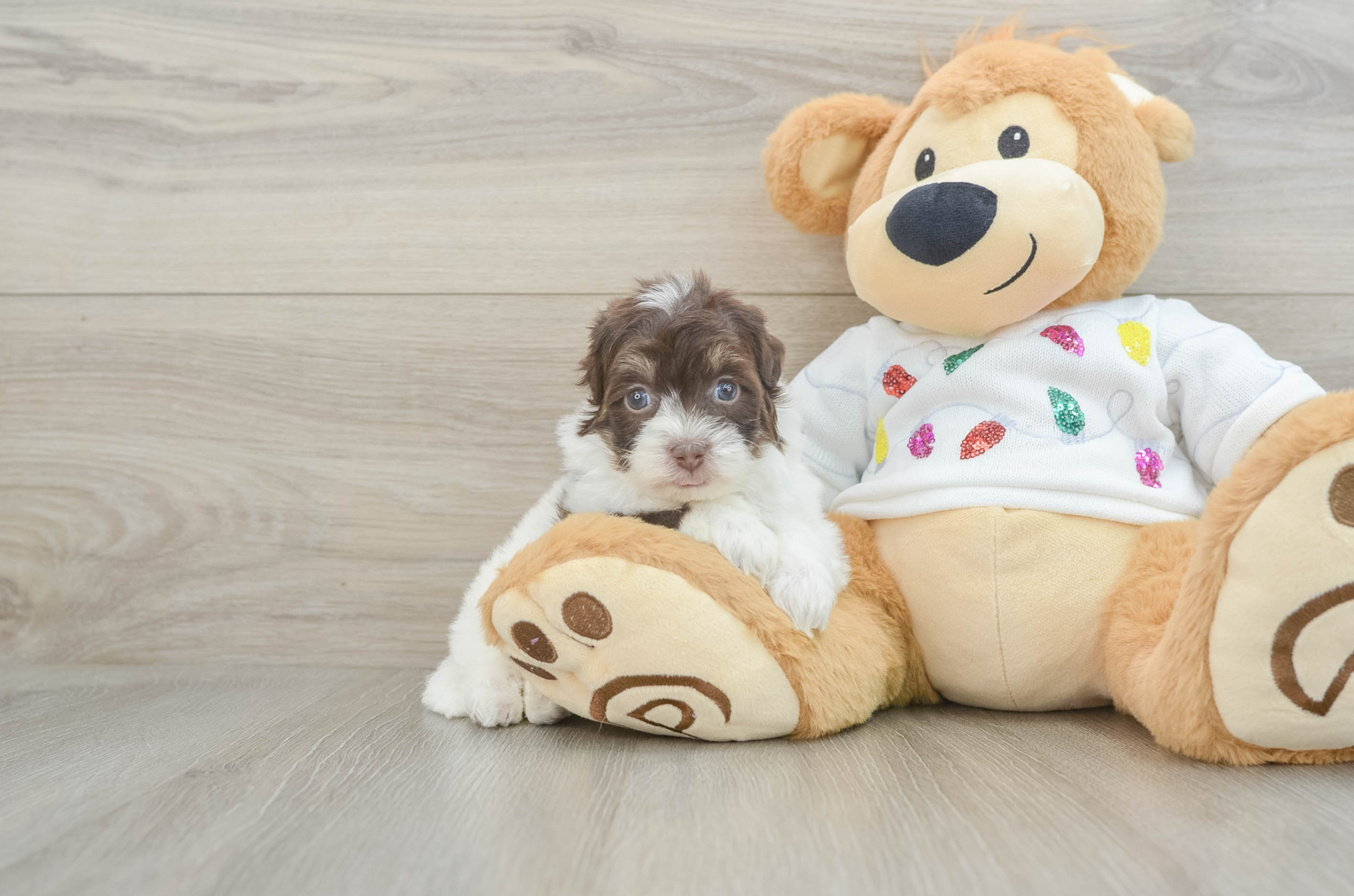 Havapoo Puppies for Sale | Exclusive Designer Puppies